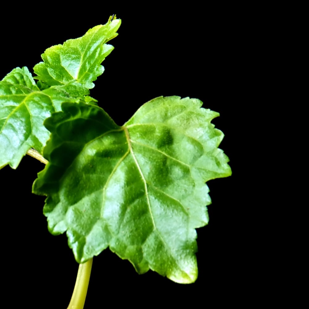 Get a Room & Order Champagne - Confessions of a Rebel